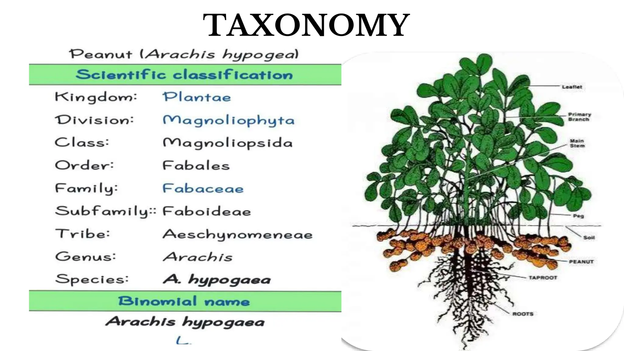 Origin, TAXONOMY, cytogenetics and evolution of arachis | PPTX