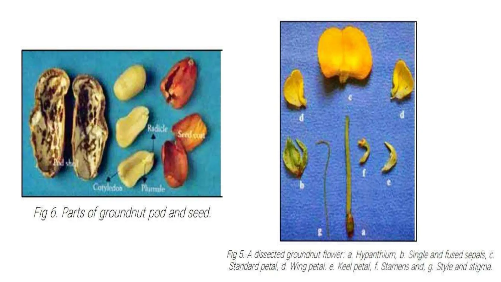 Origin, TAXONOMY, cytogenetics and evolution of arachis | PPTX