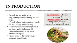 Origin, TAXONOMY, cytogenetics and evolution of arachis | PPTX