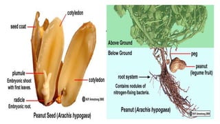 Origin, TAXONOMY, cytogenetics and evolution of arachis | PPTX
