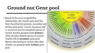 Origin, TAXONOMY, cytogenetics and evolution of arachis | PPTX