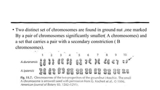 Origin, TAXONOMY, cytogenetics and evolution of arachis | PPTX