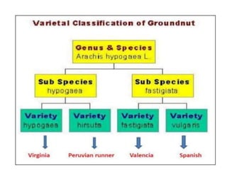 Introduction of Ground nut and their uses | PPT