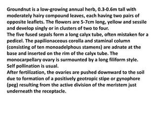 Introduction of Ground nut and their uses | PPT