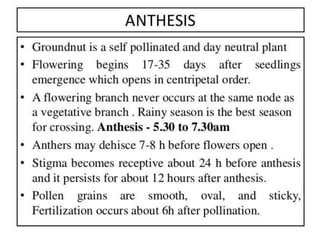 Introduction of Ground nut and their uses | PPT