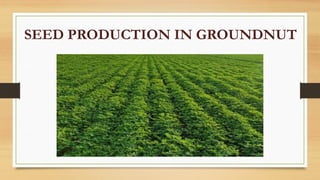 GROUNDNUT ( introduction types floral biology).pptx