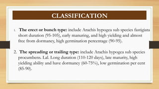 GROUNDNUT ( introduction types floral biology).pptx