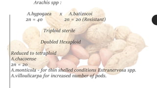 Groundnut Breeding PPt..pptx/Presentation/Introduction/Floral Biology ...
