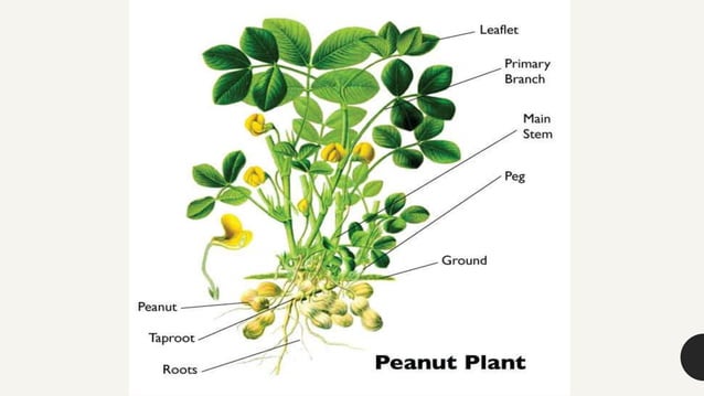 Groundnut Breeding PPt..pptx/Presentation/Introduction/Floral Biology ...