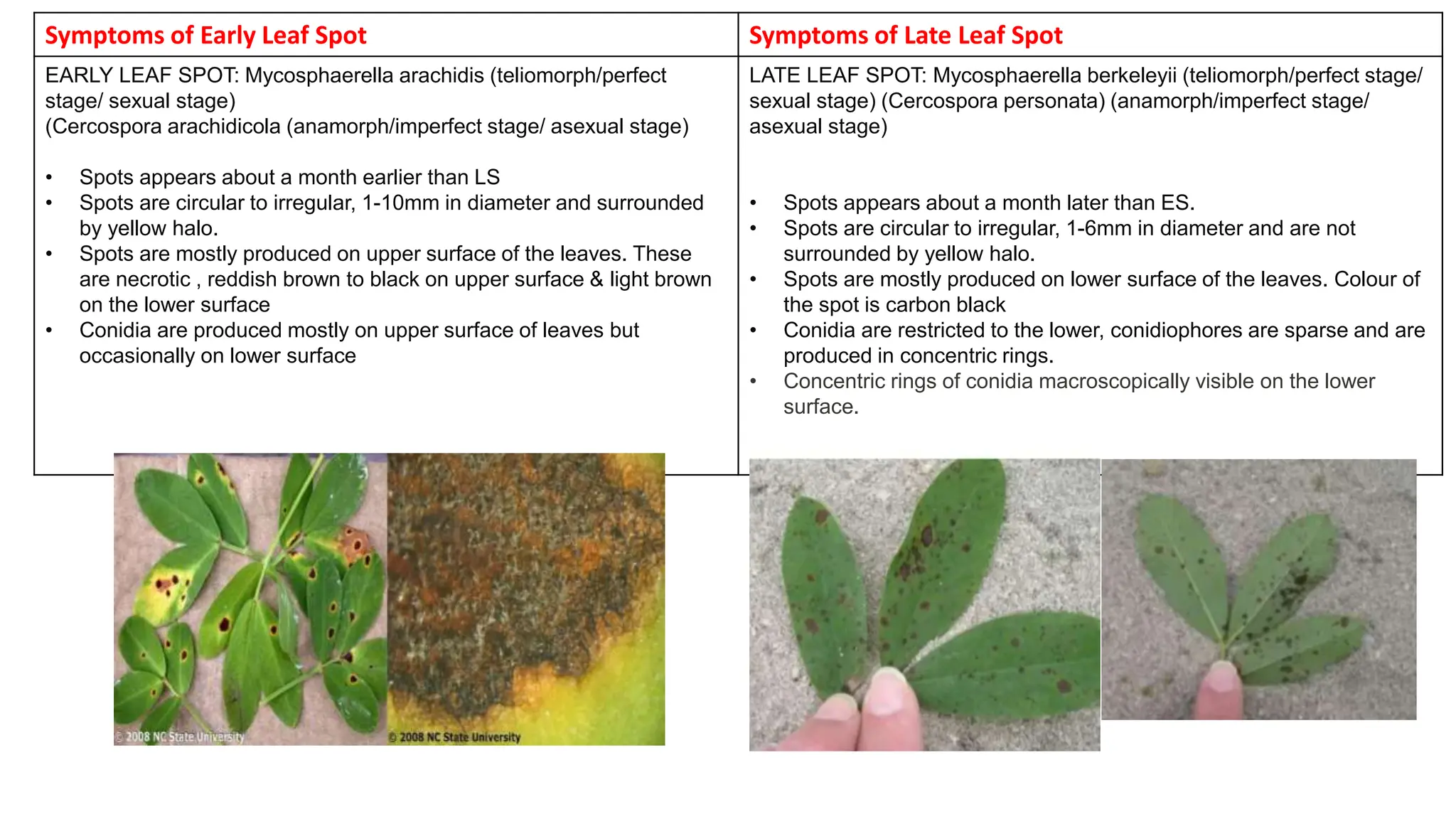 groundnut early and late leaf spot .pptx | Gardening | Home & Garden