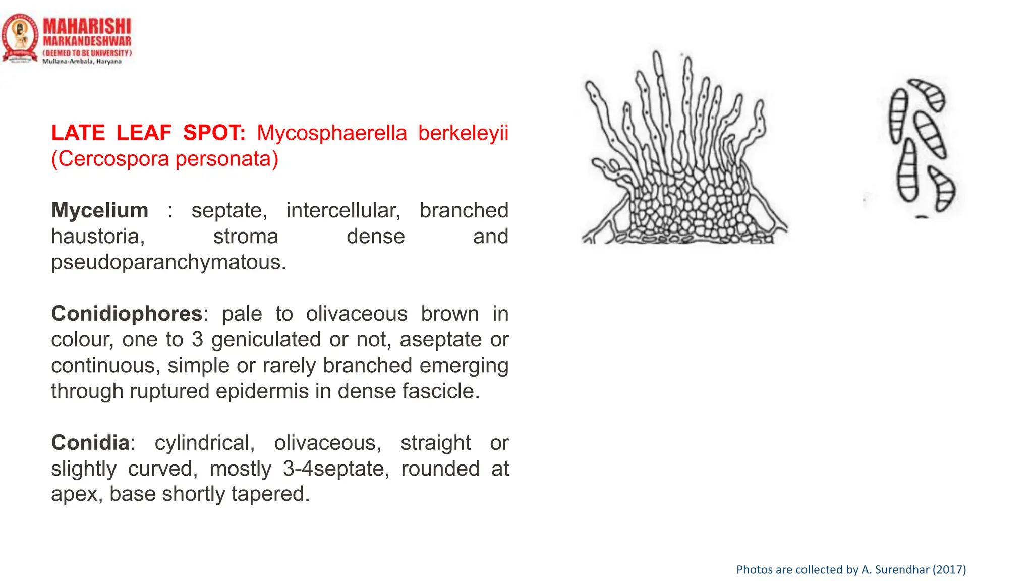groundnut early and late leaf spot .pptx