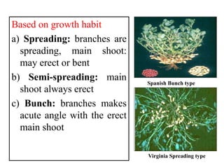 Groundnut final | PPTX