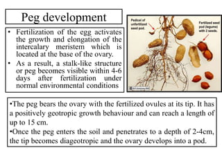 Groundnut final | PPTX