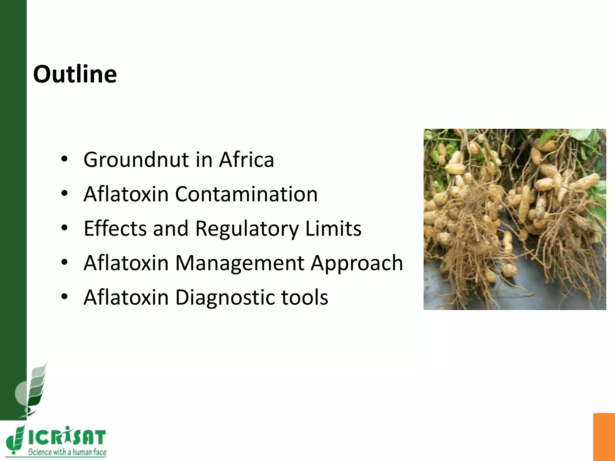 Management of aflatoxin contamination in groundnut – ICRISAT Approach | PPTX