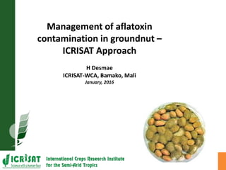 Management of aflatoxin contamination in groundnut – ICRISAT Approach | PPTX