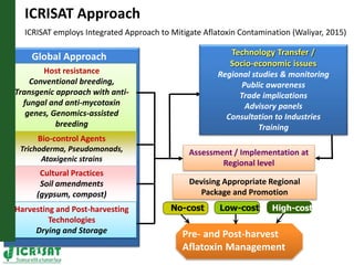 Management of aflatoxin contamination in groundnut – ICRISAT Approach ...