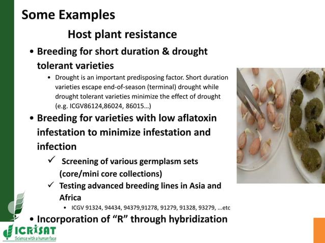 Management of aflatoxin contamination in groundnut – ICRISAT Approach | PPTX