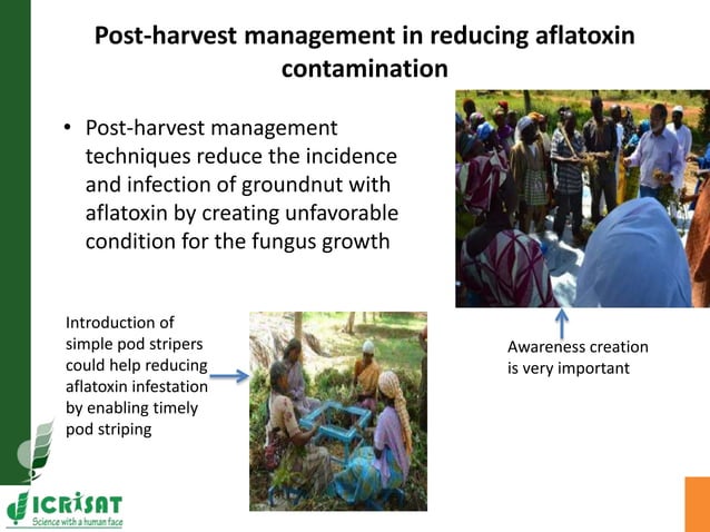 Management of aflatoxin contamination in groundnut – ICRISAT Approach | PPTX