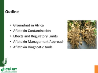 Management of aflatoxin contamination in groundnut – ICRISAT Approach | PPTX