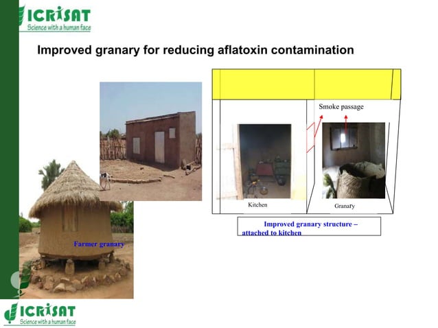 Management of aflatoxin contamination in groundnut – ICRISAT Approach | PPTX