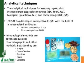 Management of aflatoxin contamination in groundnut – ICRISAT Approach ...