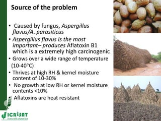 Management of aflatoxin contamination in groundnut – ICRISAT Approach | PPTX