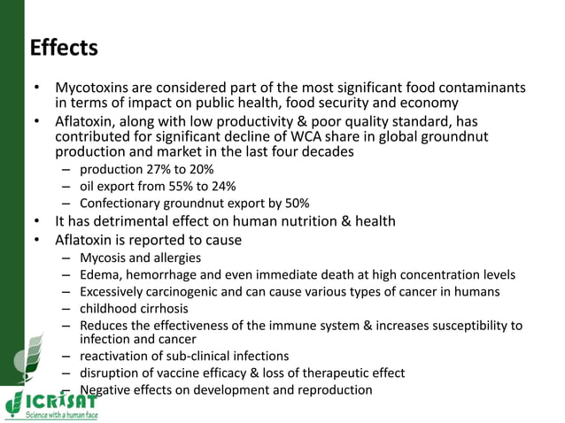 Management of aflatoxin contamination in groundnut – ICRISAT Approach | PPTX