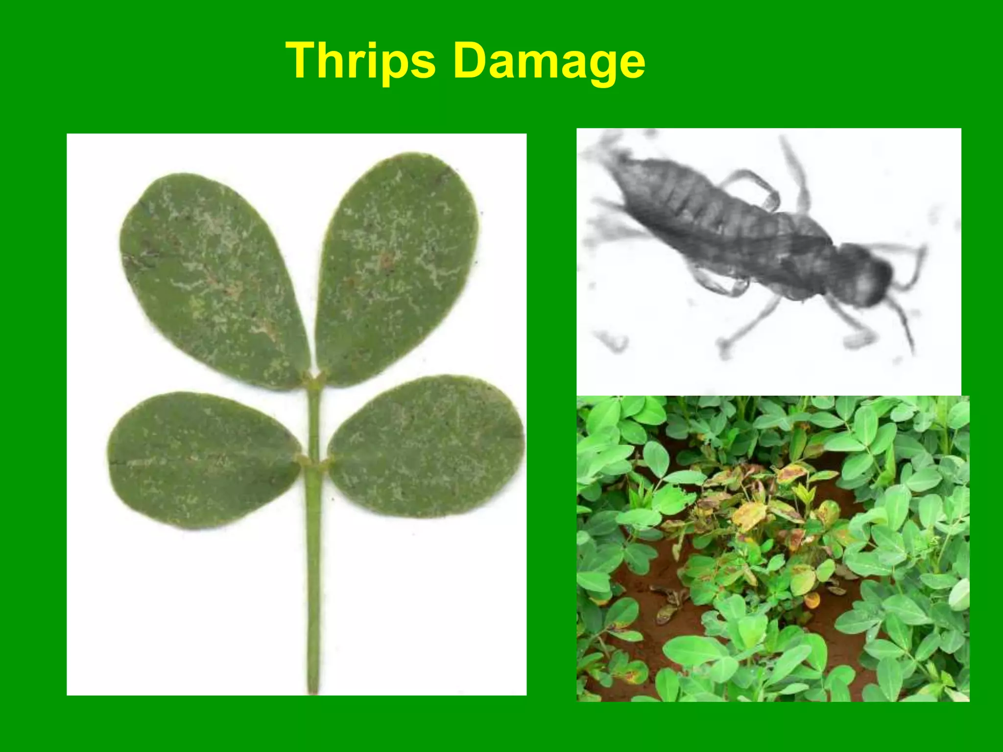 Integrated Pest Management (IPM) Practices in Groundnut | PPT