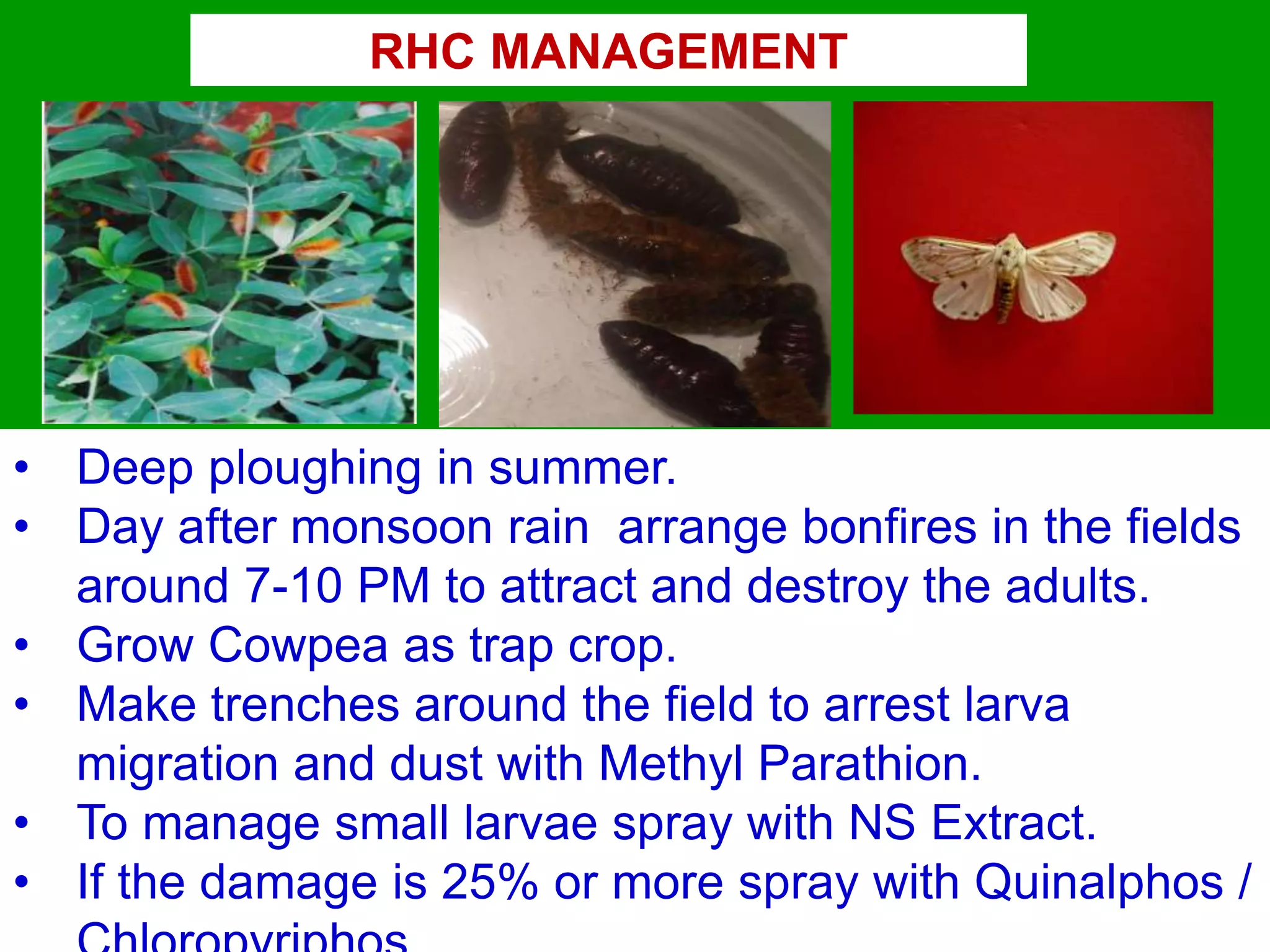 Integrated Pest Management (IPM) Practices in Groundnut | PPT
