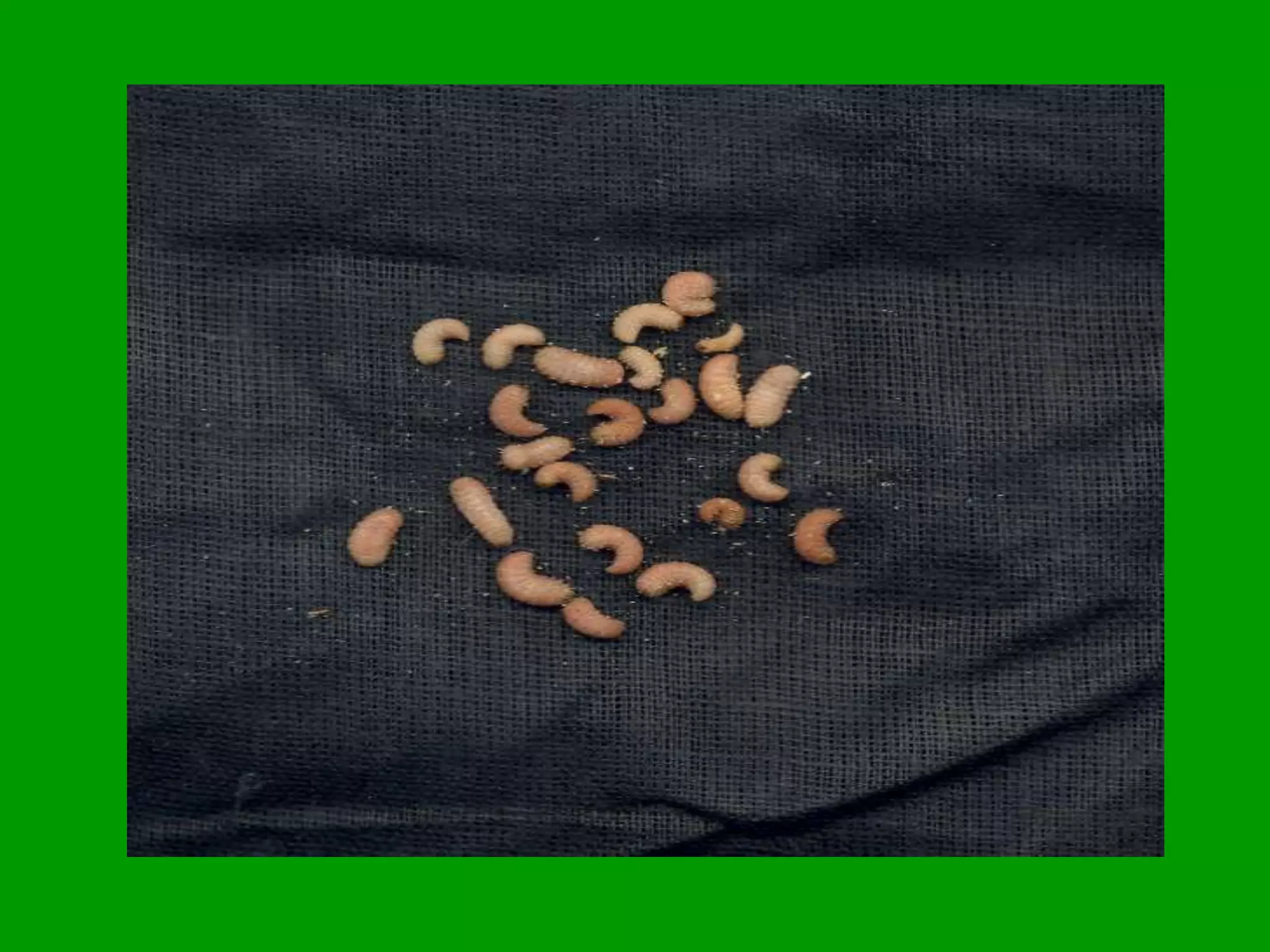 Integrated Pest Management (IPM) Practices in Groundnut | PPT