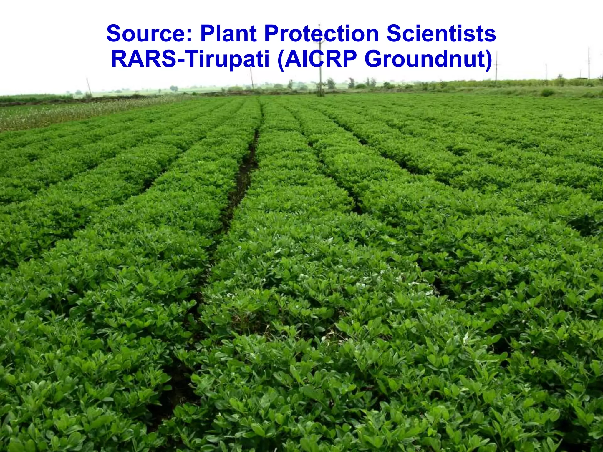 Integrated Pest Management (IPM) Practices in Groundnut | PPT