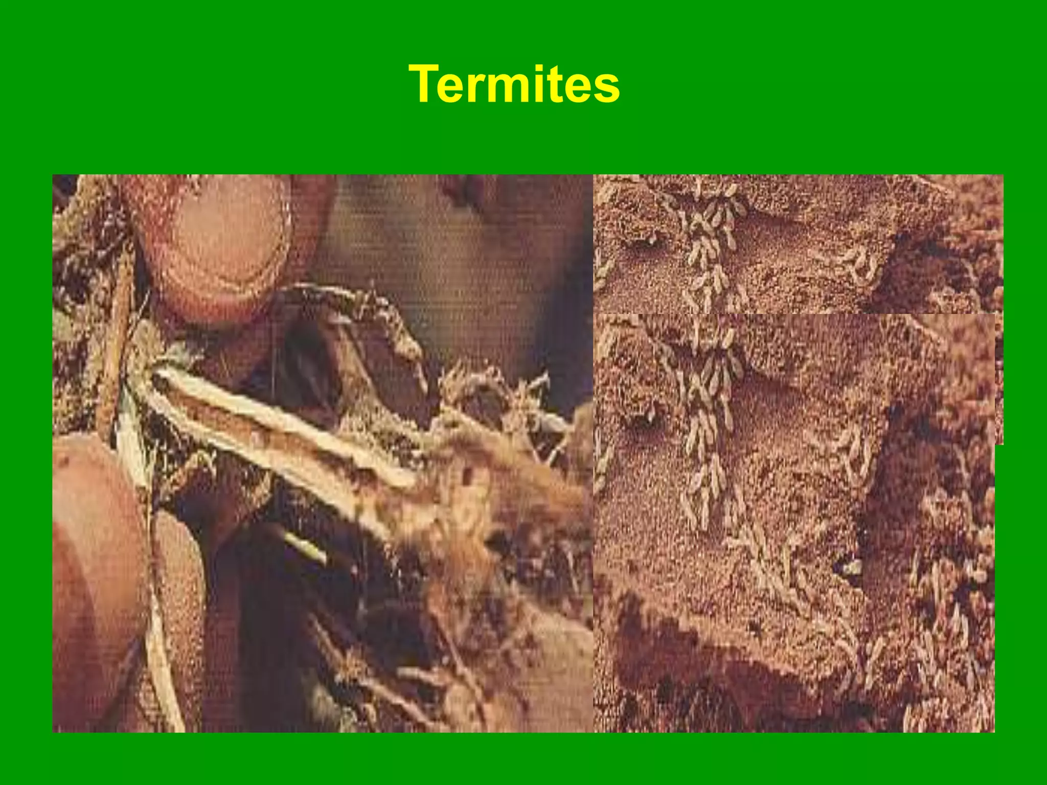 Integrated Pest Management (IPM) Practices in Groundnut | PPT