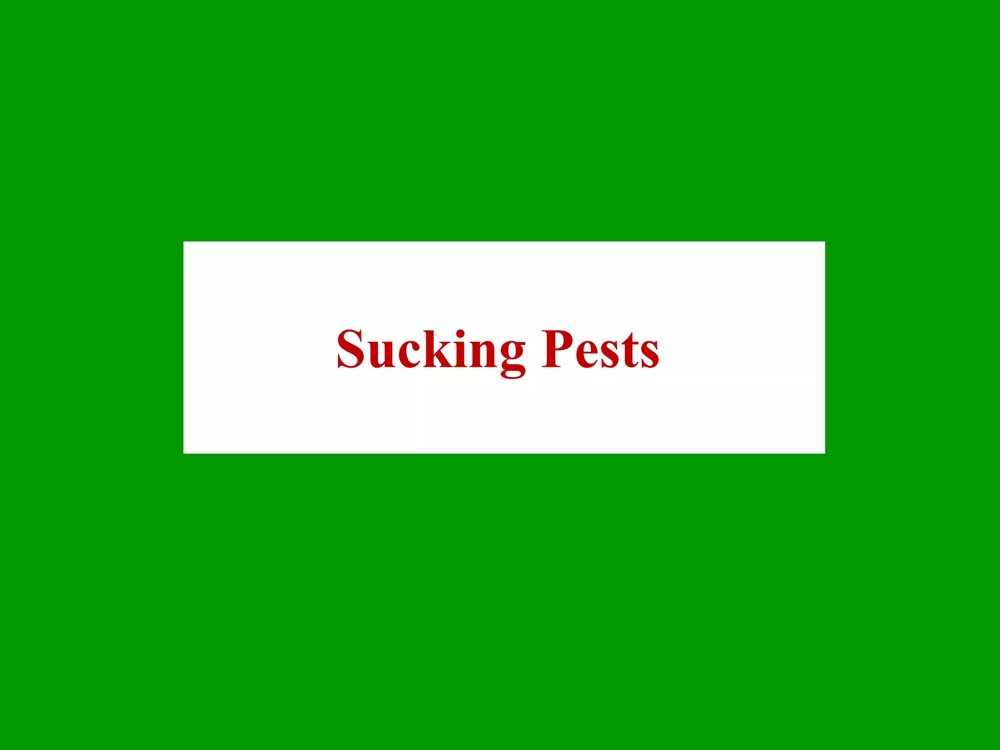Integrated Pest Management (IPM) Practices in Groundnut | PPT