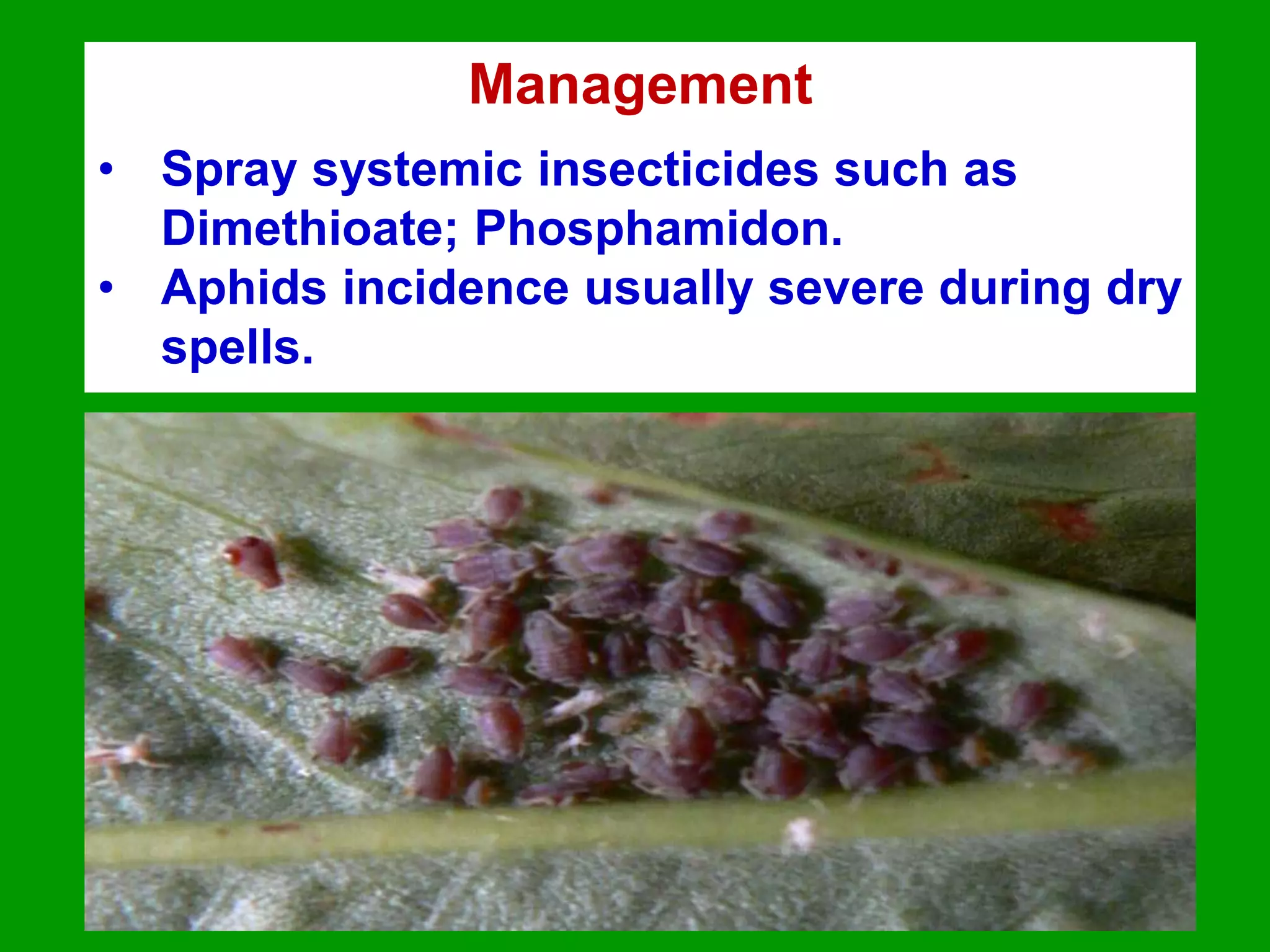 Integrated Pest Management (IPM) Practices in Groundnut | PPT