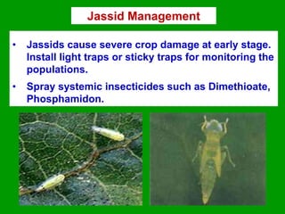 Integrated Pest Management (IPM) Practices in Groundnut | PPT