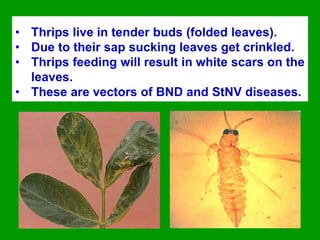 Integrated Pest Management (IPM) Practices in Groundnut | PPT