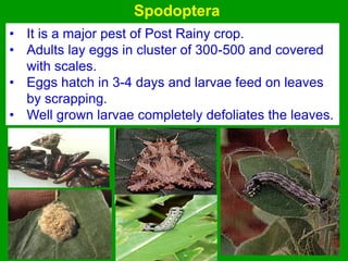 Integrated Pest Management (IPM) Practices in Groundnut | PPT