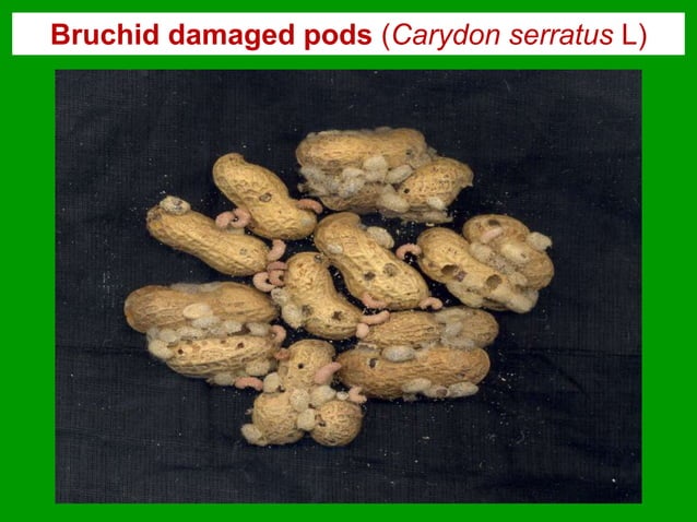 Integrated Pest Management (IPM) Practices in Groundnut | PPT