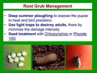 Integrated Pest Management (IPM) Practices in Groundnut | PPT