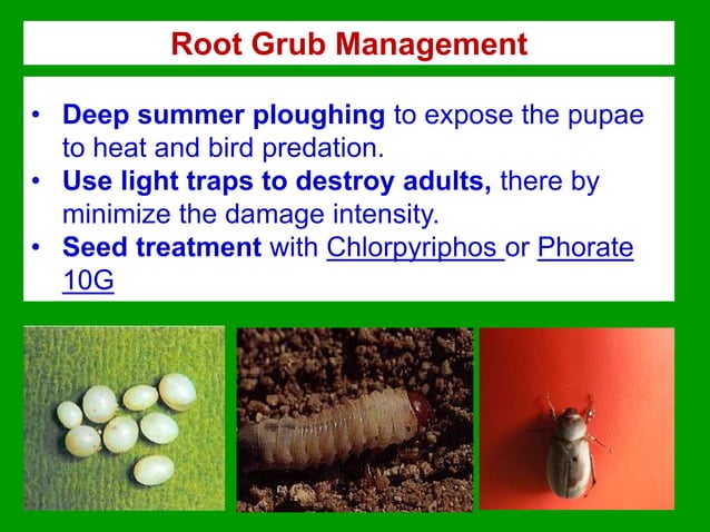 Integrated Pest Management (IPM) Practices in Groundnut | PPT