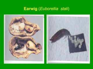 Integrated Pest Management (IPM) Practices in Groundnut | PPT