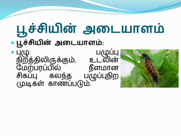Groundnut plant protection | PPT