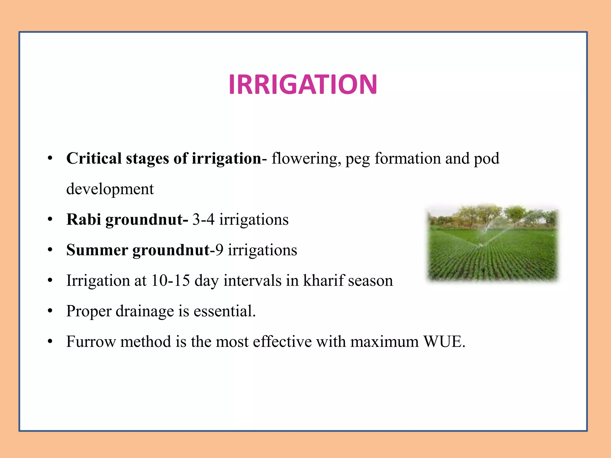 Seed Production in Groundnut ppt | PPTX