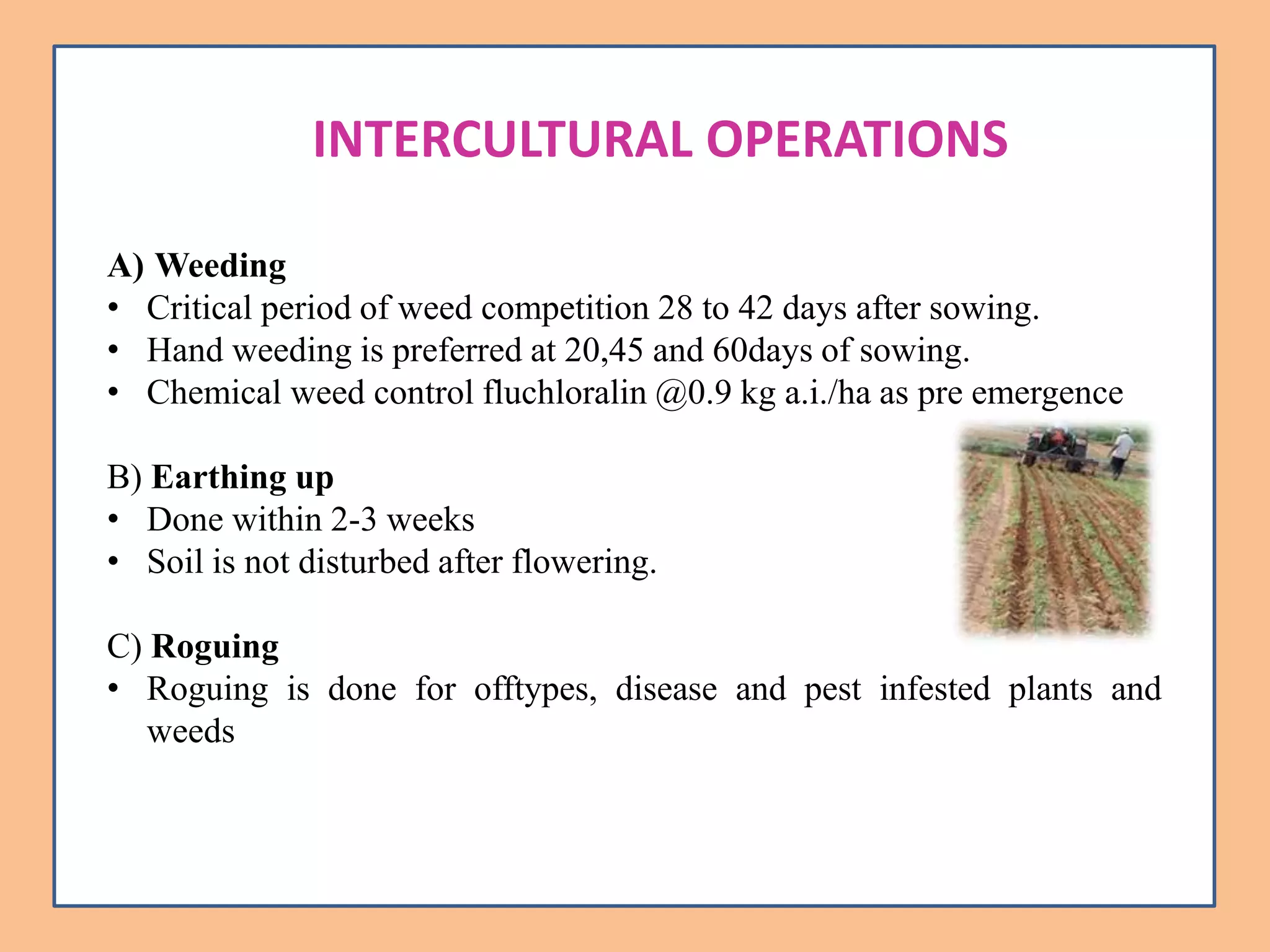 Seed Production in Groundnut ppt | PPTX