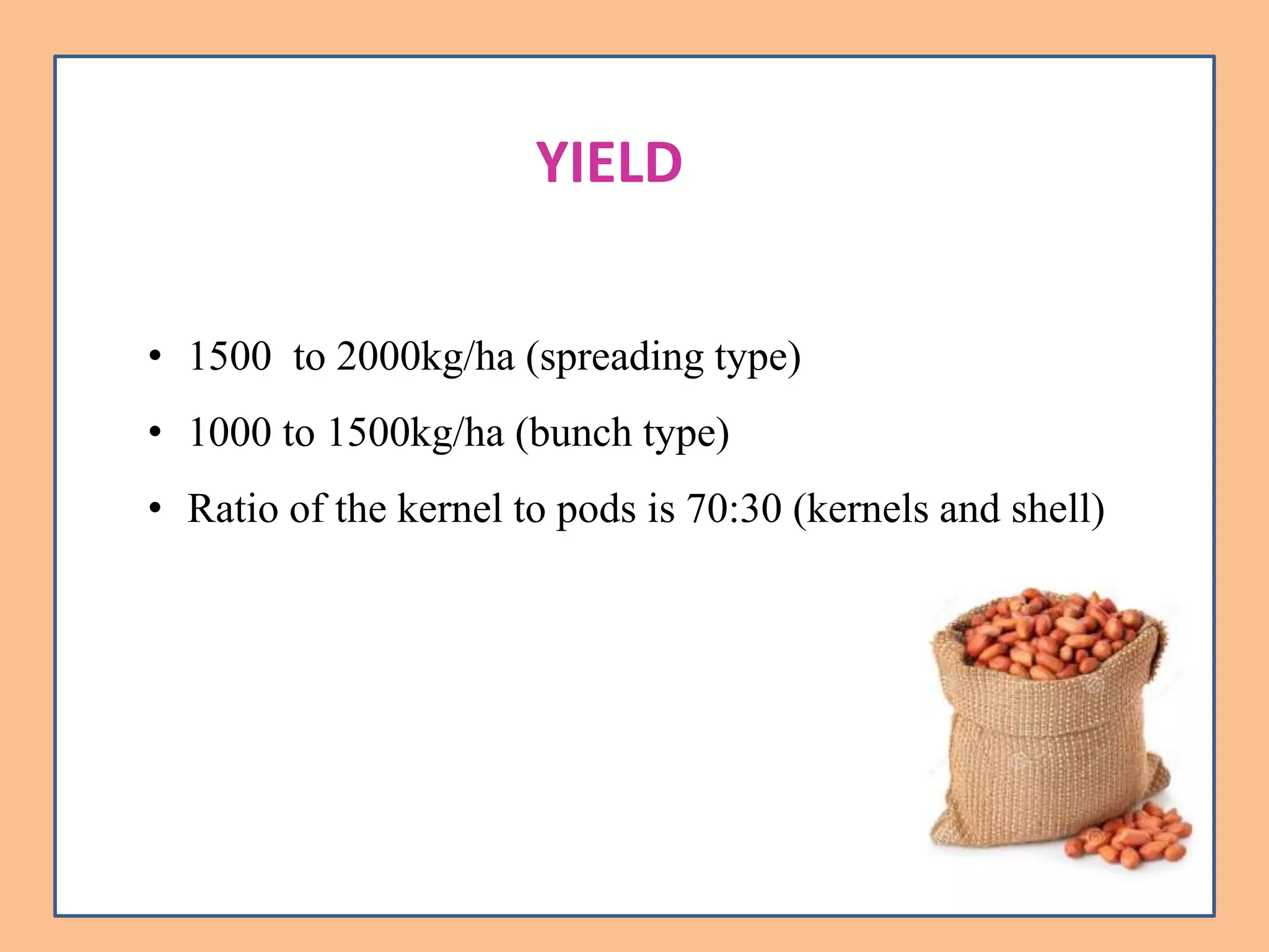Seed Production in Groundnut ppt | PPTX