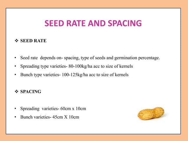 Seed Production in Groundnut ppt | PPTX