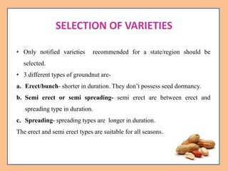 Seed Production in Groundnut ppt | PPTX
