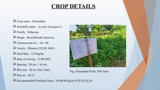 Practical Crop Production of Groundnut(Arachis hypogaea L.) | PPTX