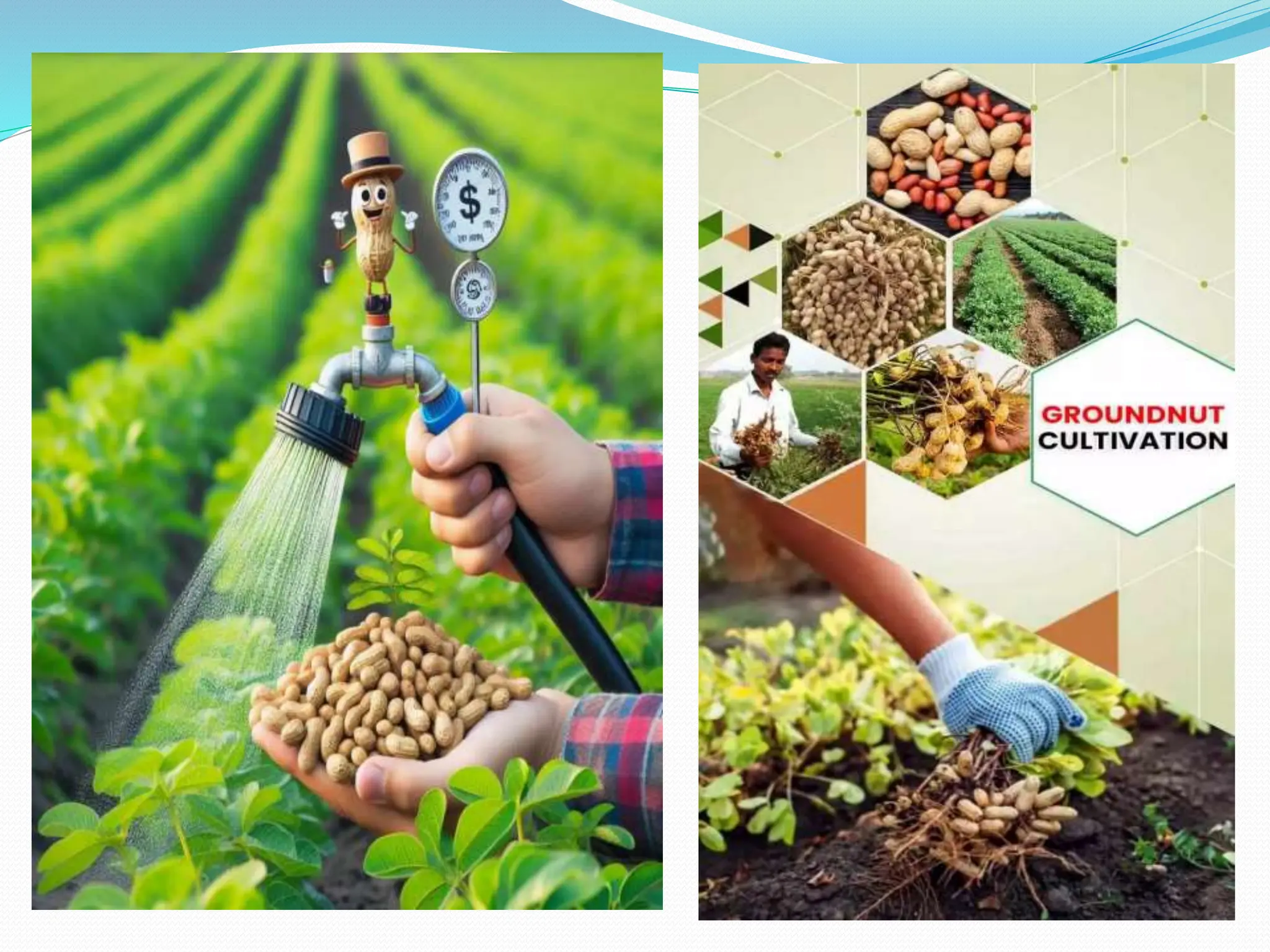 groundnut water management ppt 23.pptx
