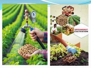 groundnut water management ppt 23.pptx